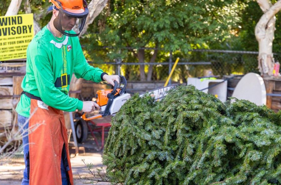 Rainstorm postpones San Diego Christmas tree recycling program