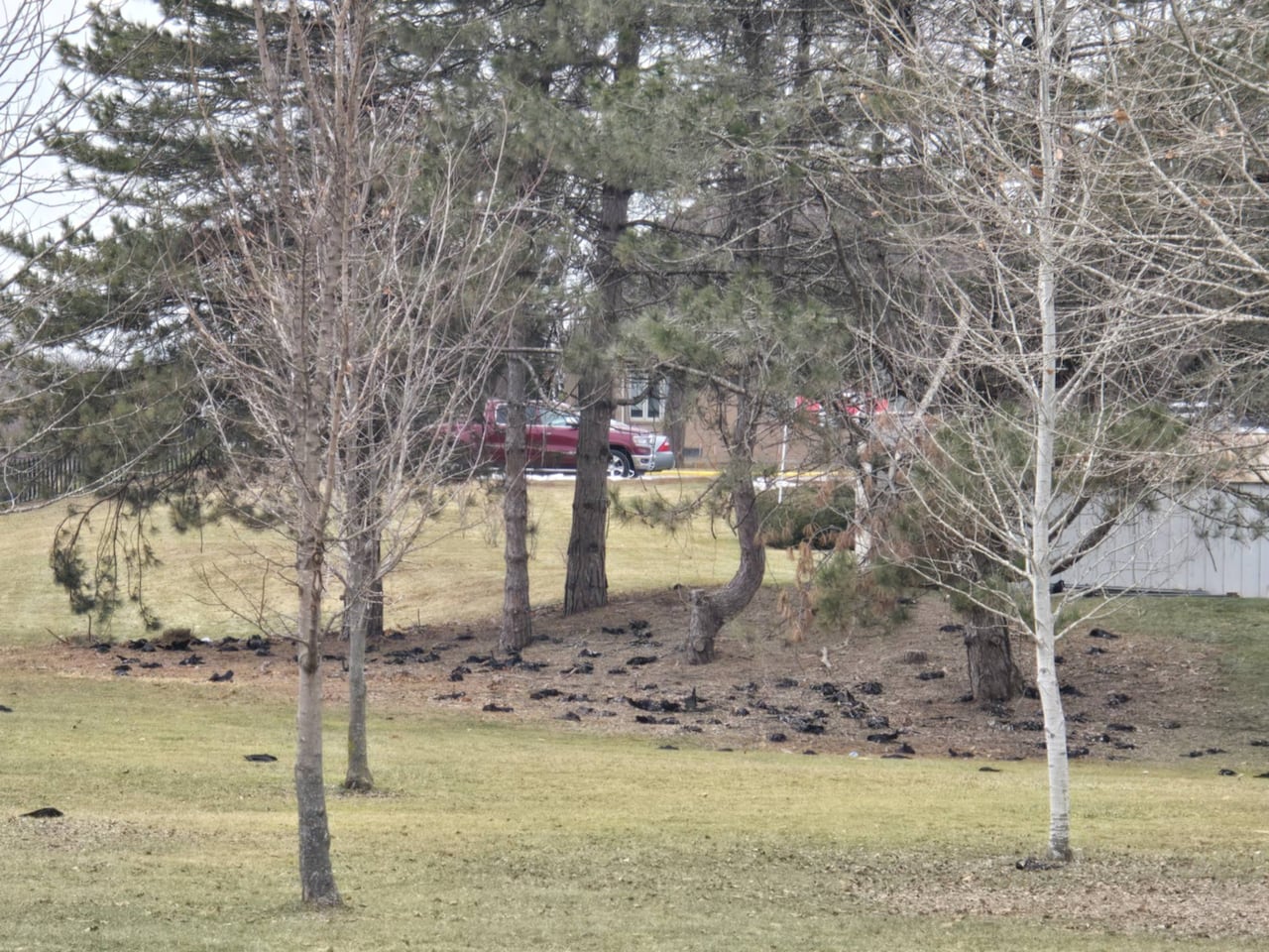 Deceased crows in Chatham-Kent tested positive for avian flu ...