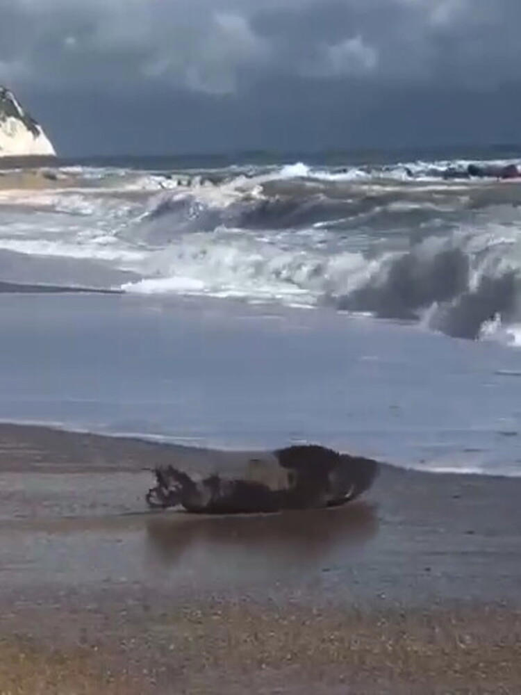 A Numana una foca monaca sulla spiaggia, le immagini fanno il giro dei ...