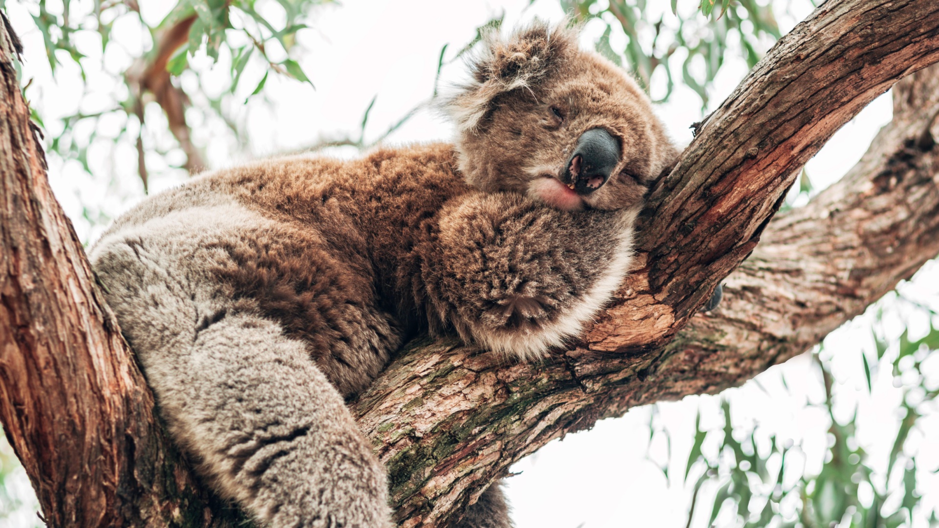 These lazy-looking animals nap with a purpose