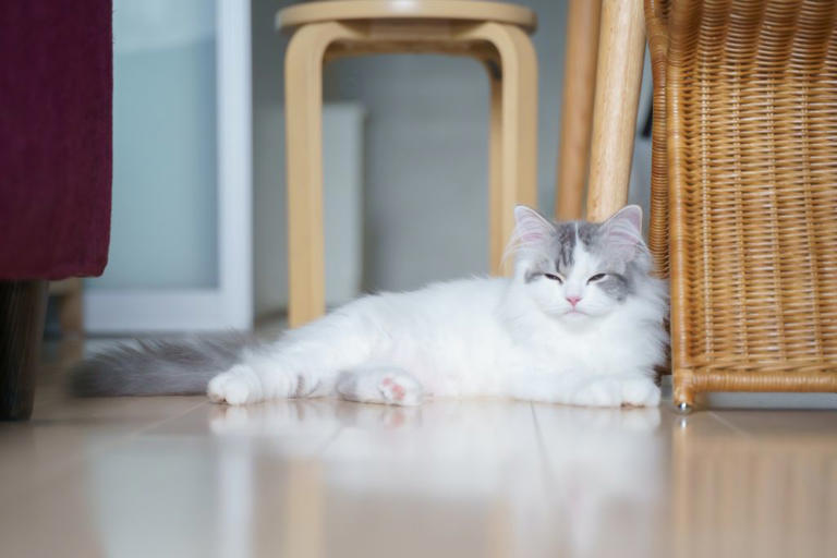 Científicos descubren cómo comunicarnos con nuestro gato (y es más ...