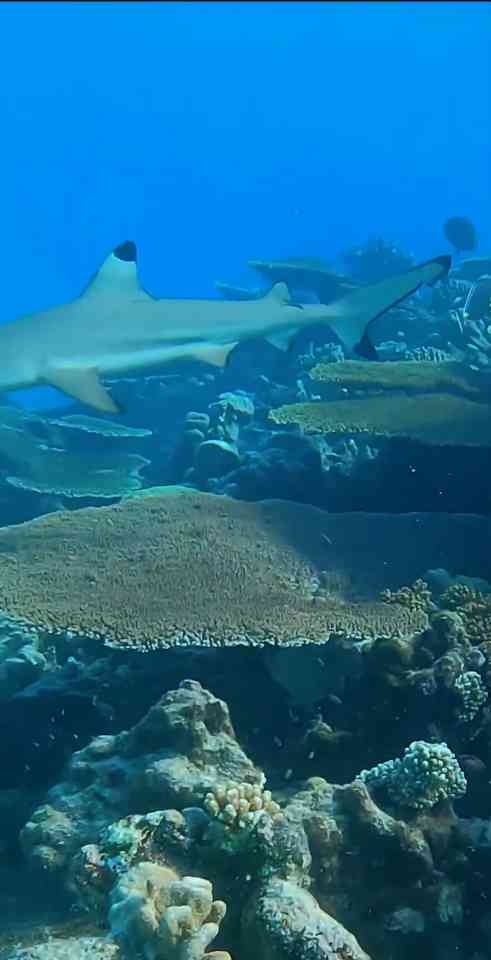 Sharks really wanted this fish!