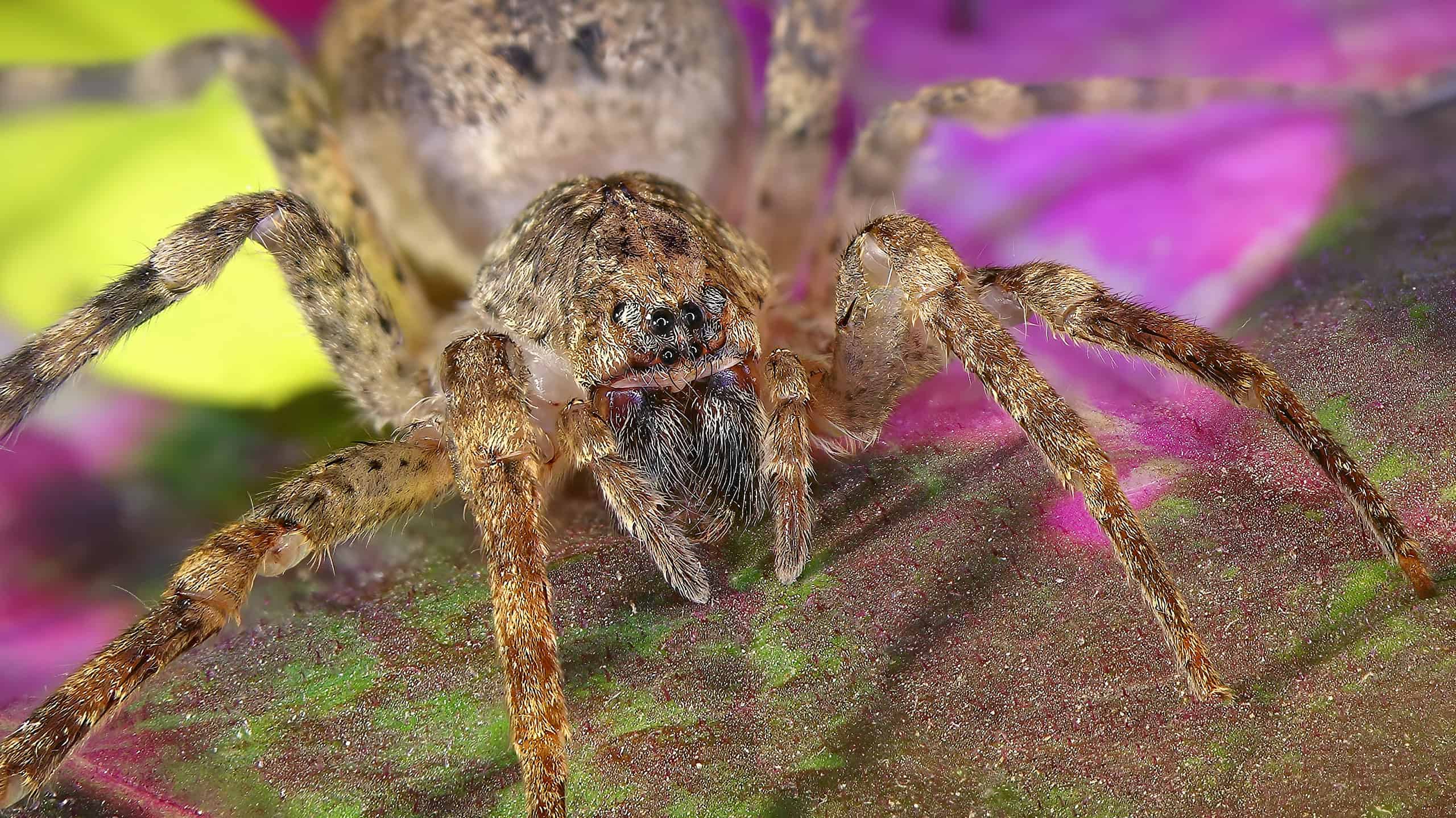 This giant spider moves sideways like a crab