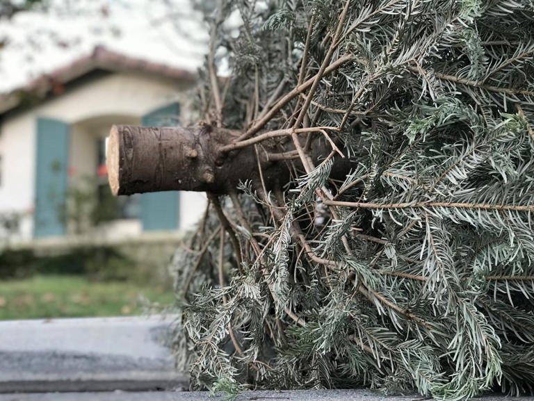How to recycle your Christmas tree in Lake Forest