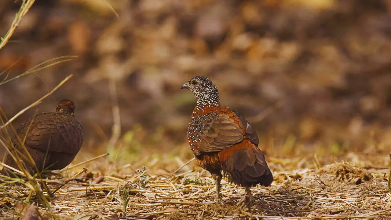 Meet 7 birds of Indian forests that are also masters of camouflage