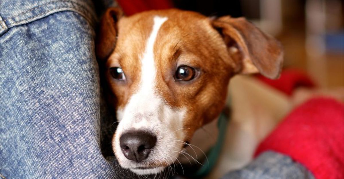 11 reasons your dog acts perfect outside but turns feral the second you ...