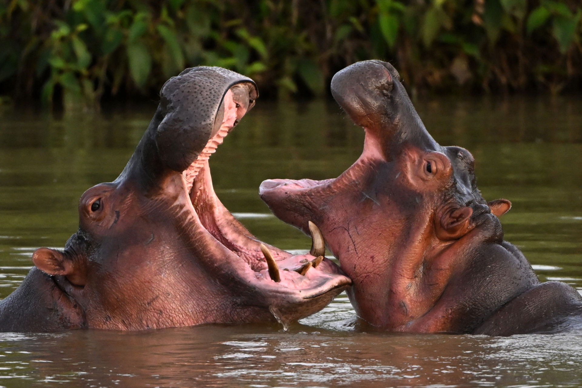 The most powerful animals in the world