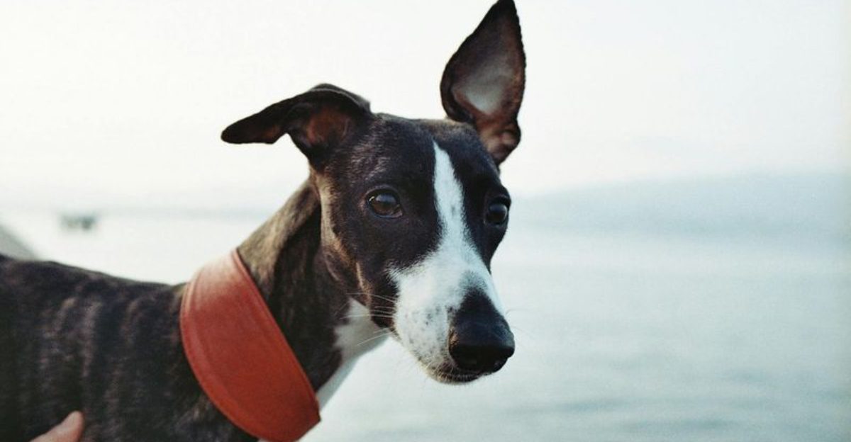 13 dog breeds that are masters of the side-eye and silent judgment