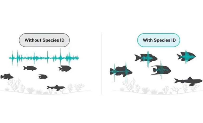 Underwater camera records first-ever wild fish sounds across 46 species