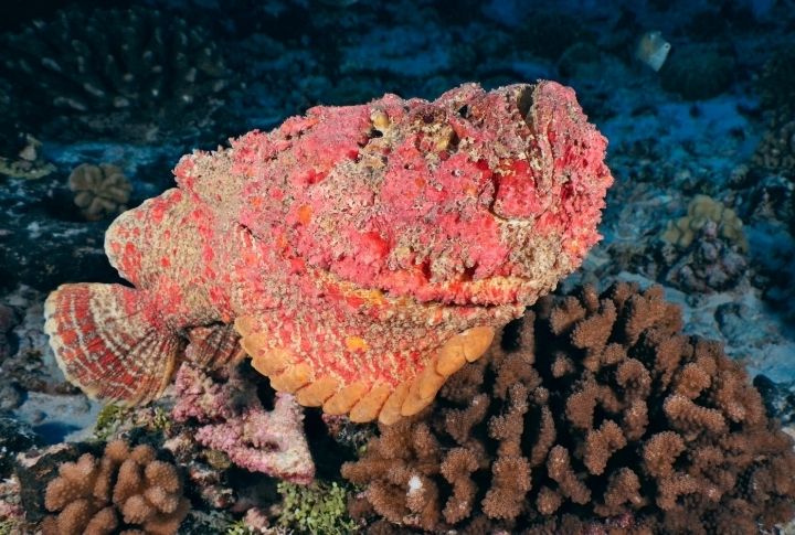 15 most terrifying sea creatures beyond sharks