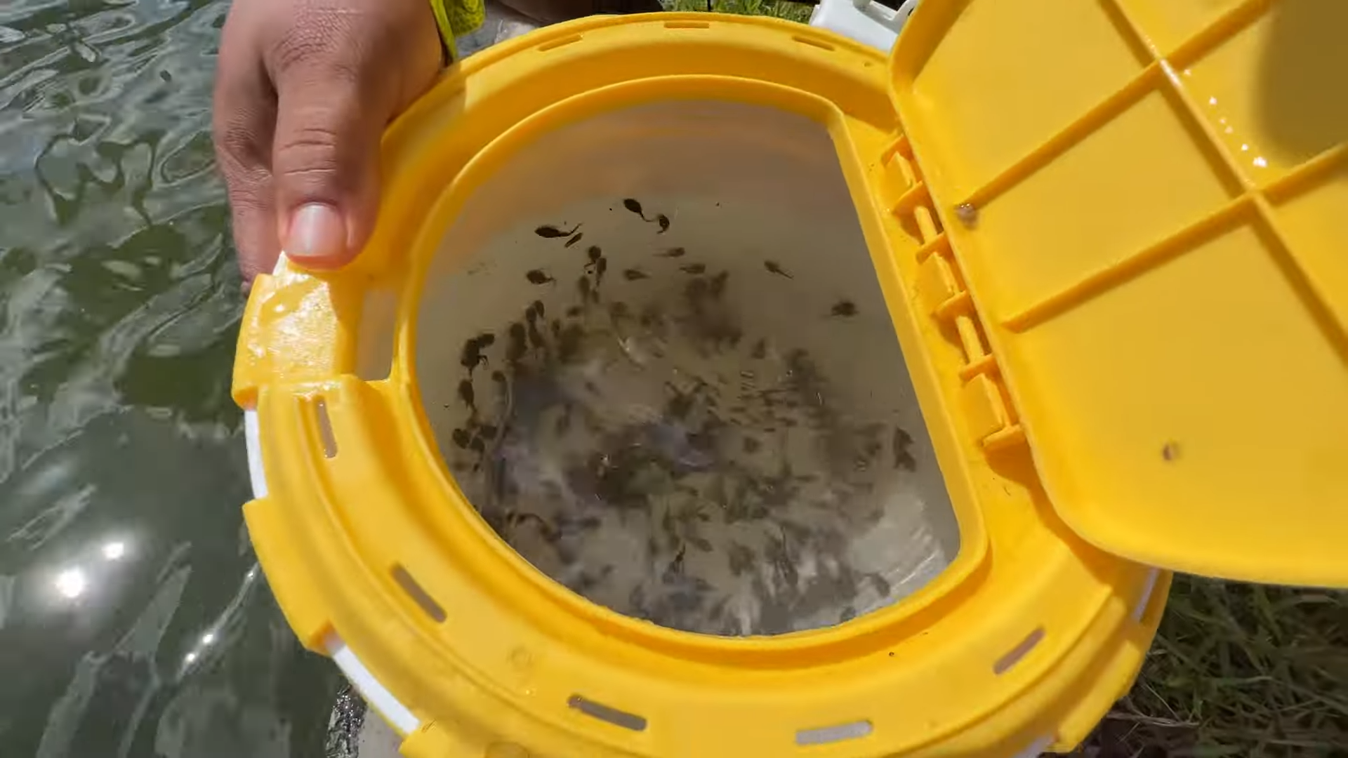 Baby stingrays everywhere... and nobody was emotionally prepared