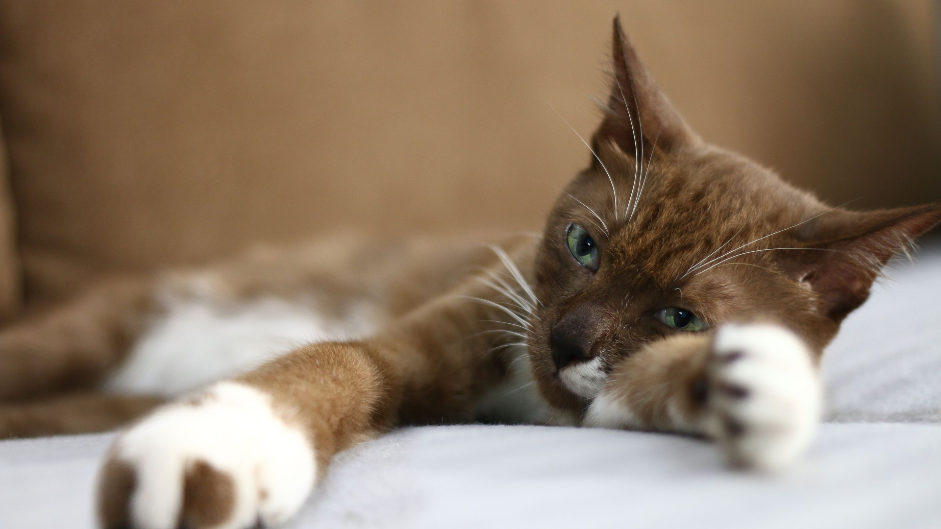 If your cat is stressed out, they’ll give these 7 warning signs