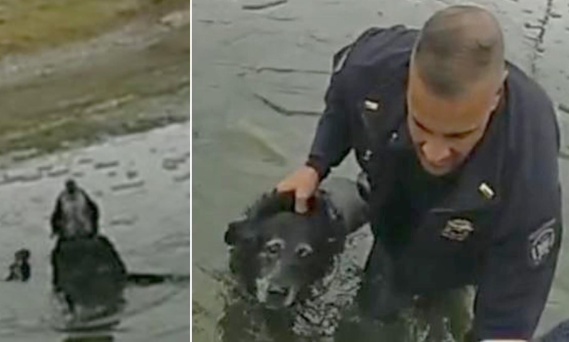 Cop braves freezing water to save howling dog who slipped through icy ...