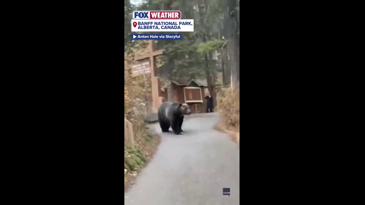 Tourists come face-to-face with grizzly bear in Banff National Park