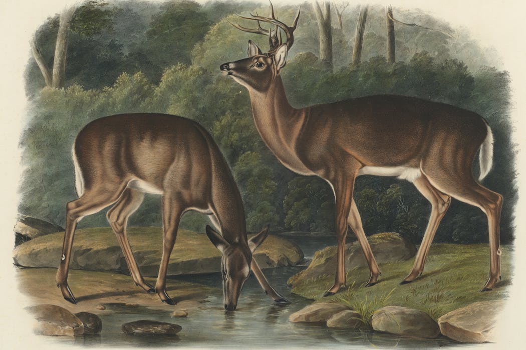 The rise and fall – and rise again – of white-tailed deer