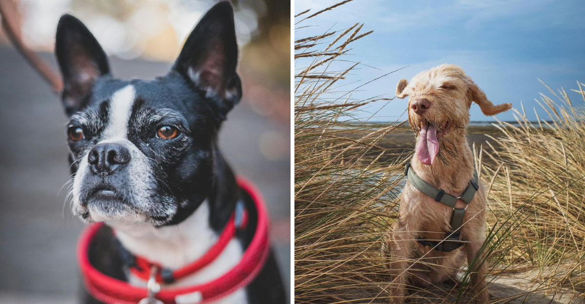 10 small dog breeds with big dog attitudes