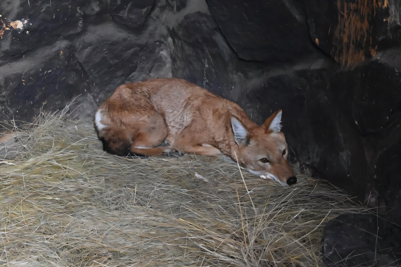 Africa's rarest carnivore: The story of the first Ethiopian wolf ever ...