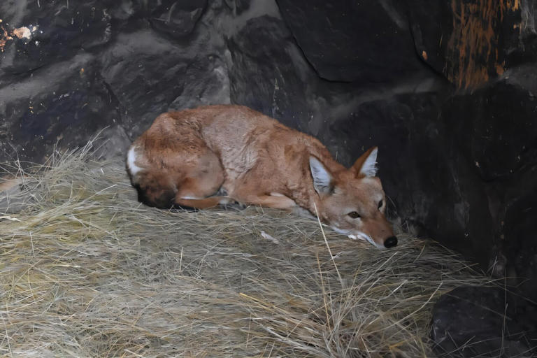 Africa's rarest carnivore: The story of the first Ethiopian wolf ever ...
