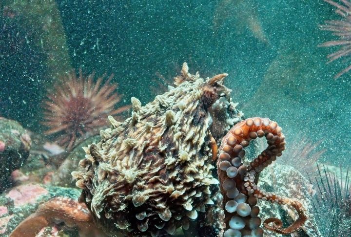 15 most terrifying sea creatures beyond sharks