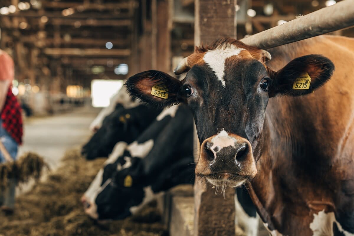 Precious farm animals patiently waiting for 'goodnight kisses' are pure ...