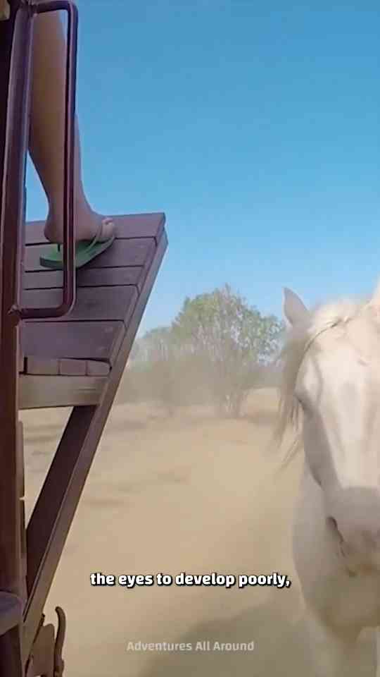 How rare are albino animals?