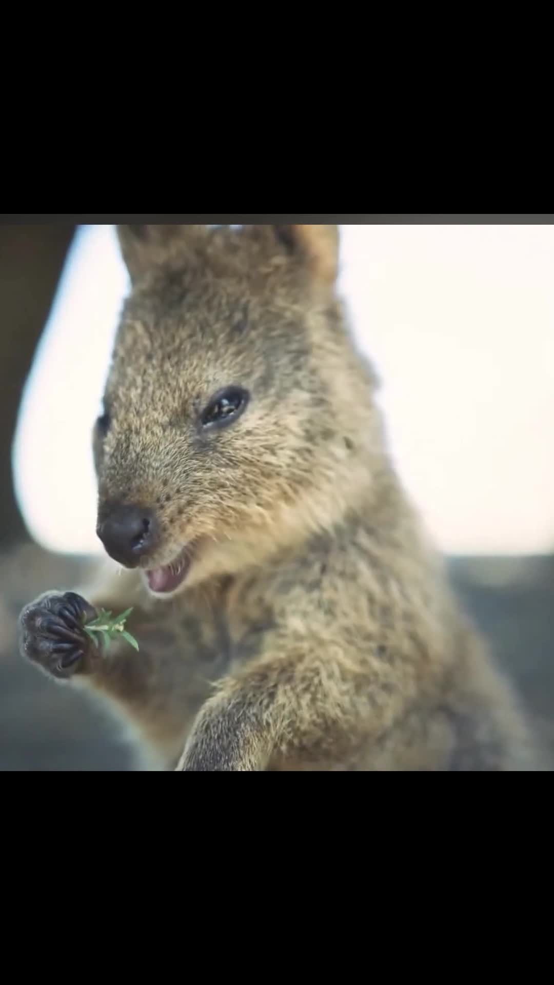 The sounds of nature #animals #animalshorts #voiceover #dubs