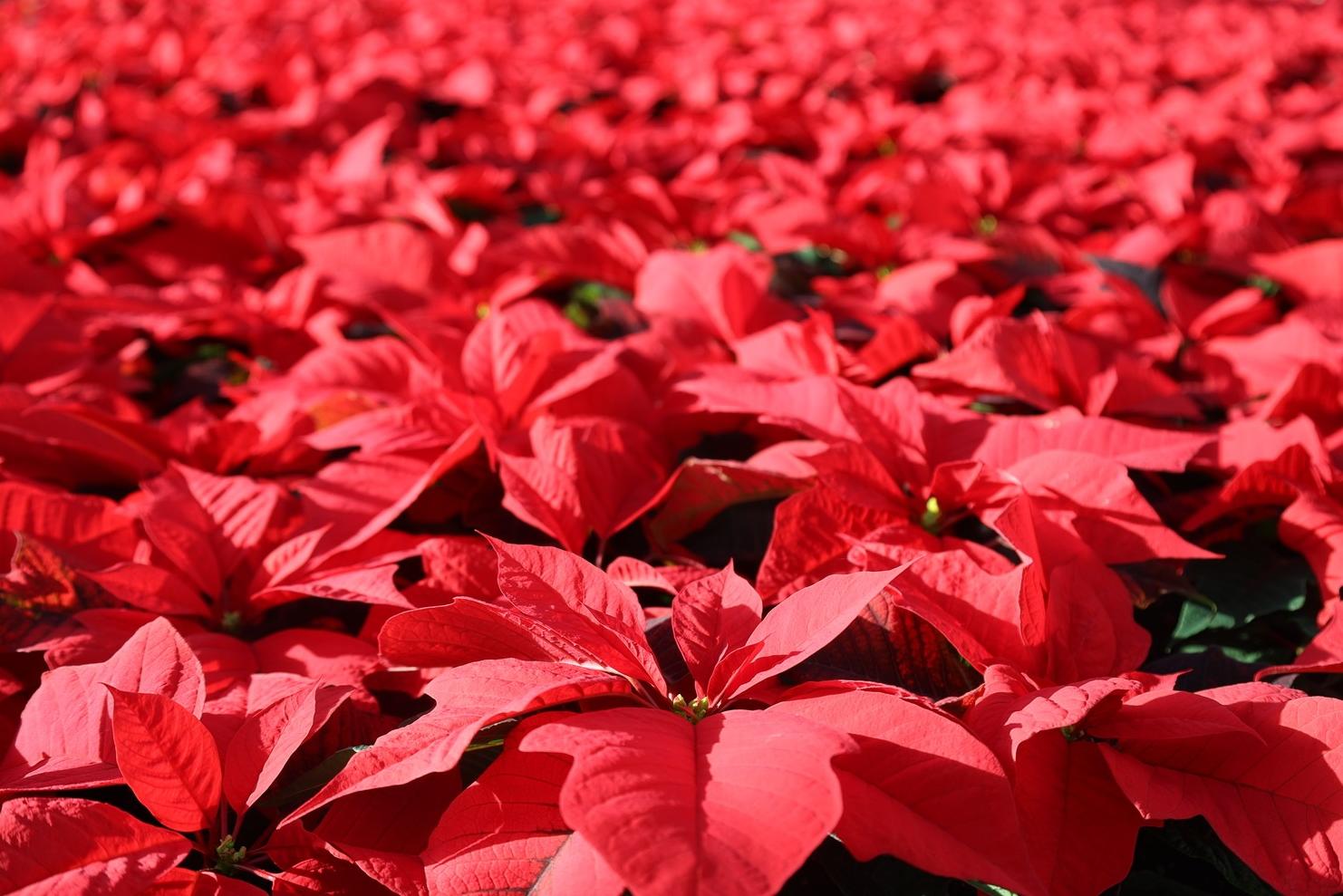 christmas-flowers-from-chichester-hit-m-s-stores-nationwide