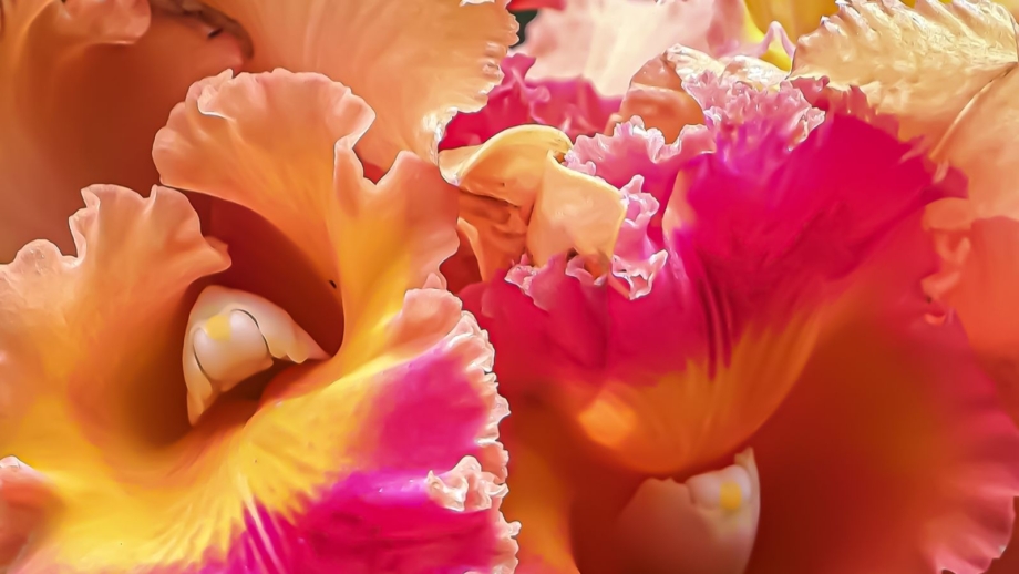 9 orchids with unforgettable fragrance