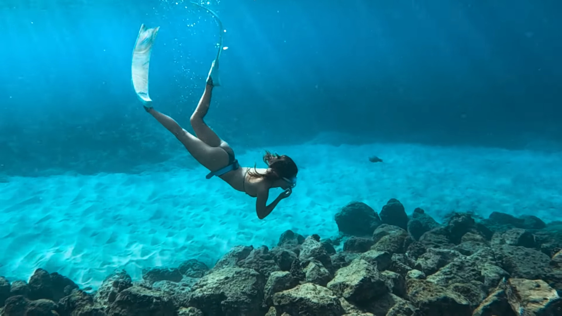 Divers rescue octopus and he thanks them