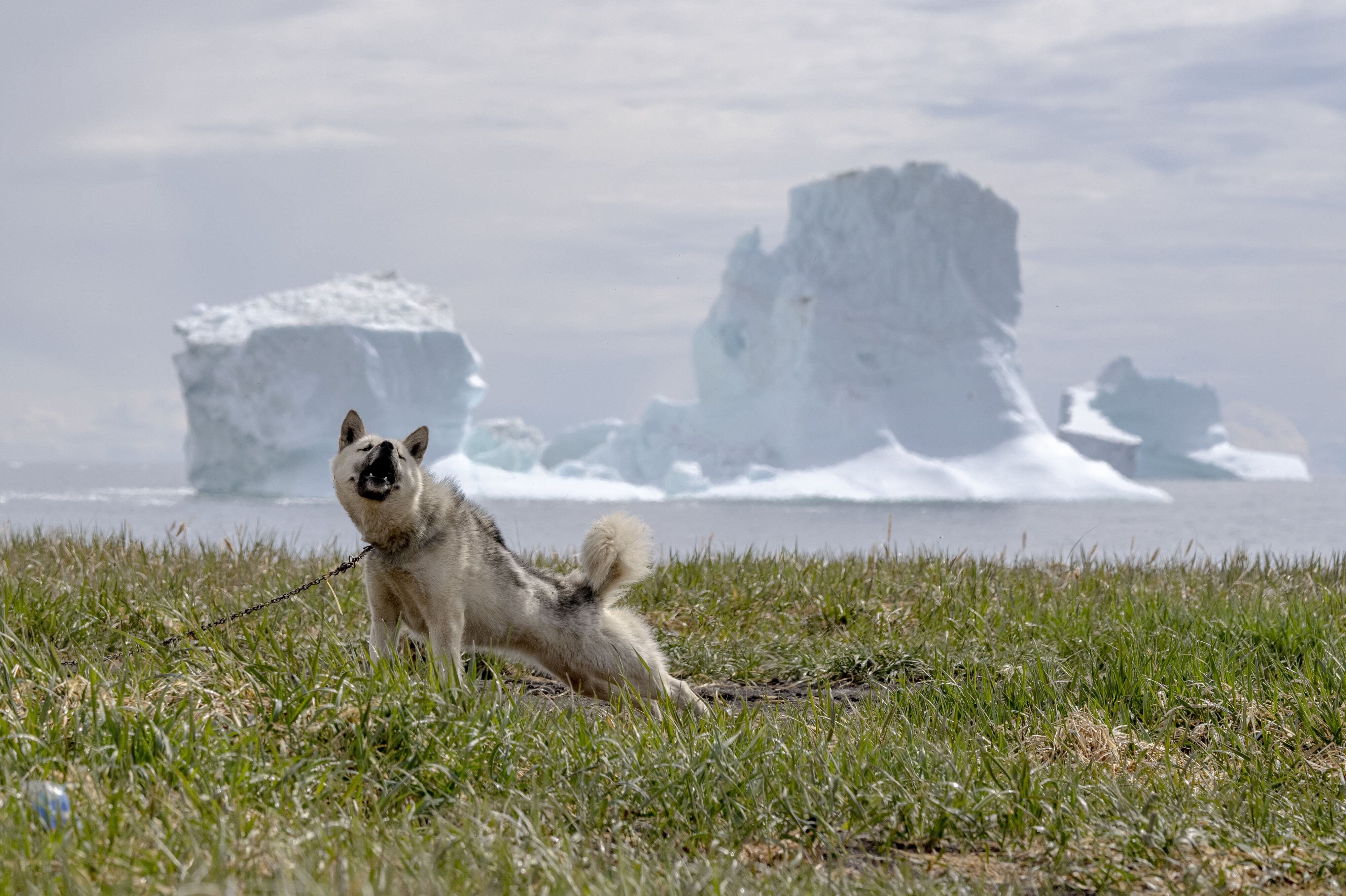 Slædepatruljen Sirius har købt 15 nye hunde i år