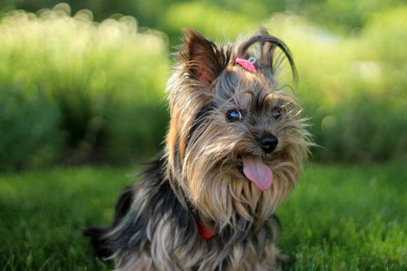 10 small dog breeds with big dog attitudes