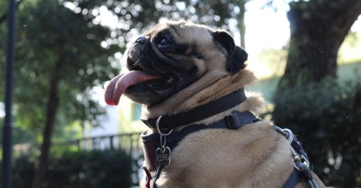 10 signs your dog is under-exercised – that don't look like hyperactivity