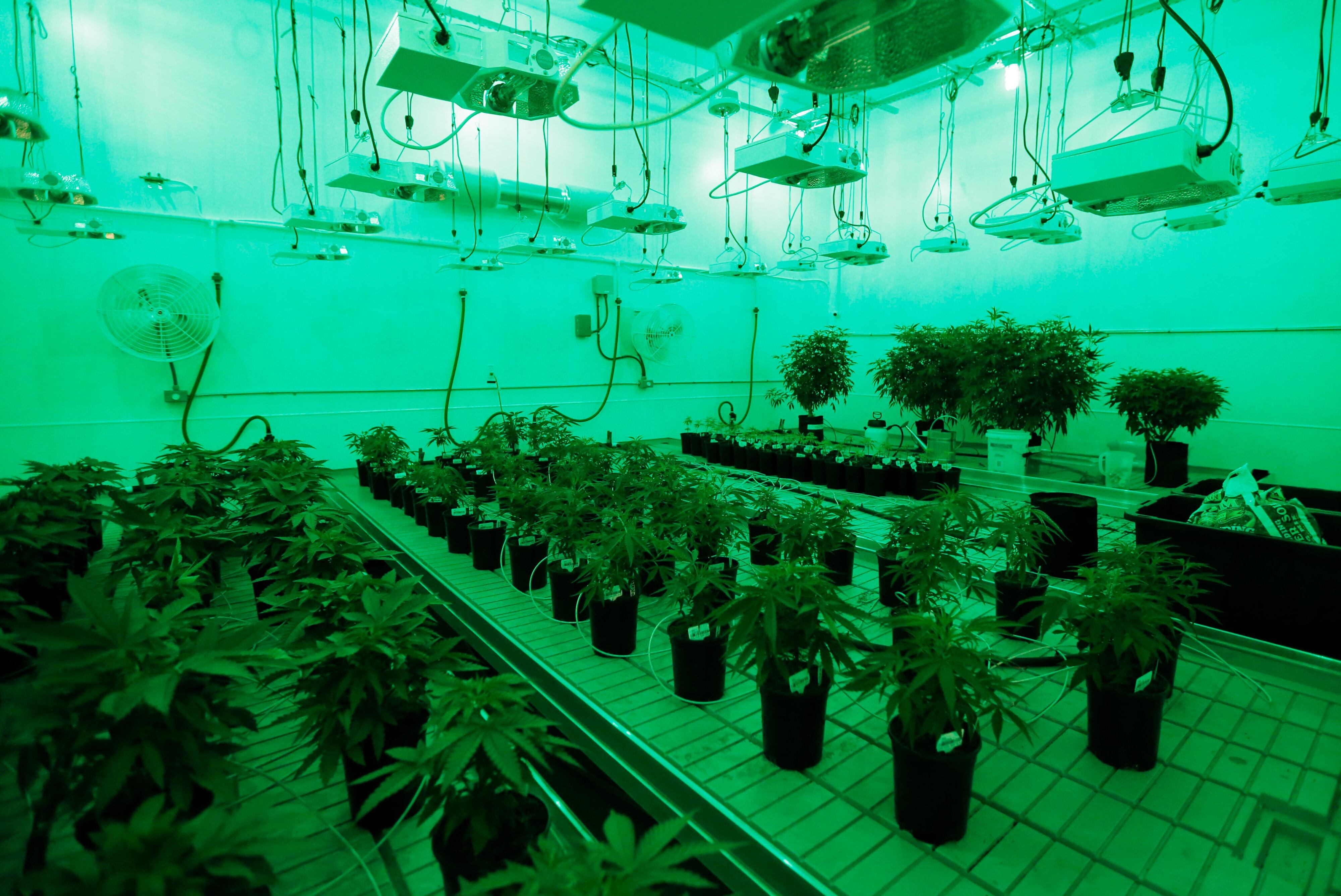 How criminals use Oklahoma growers to flood North Texas with black ...