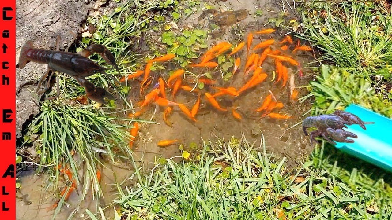 Shallow water fish and crawfish harvest with Googan Squad