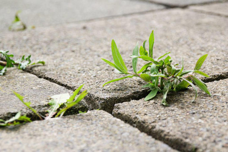 Patio moss and weeds won't grow back if 1 natural item is poured over them