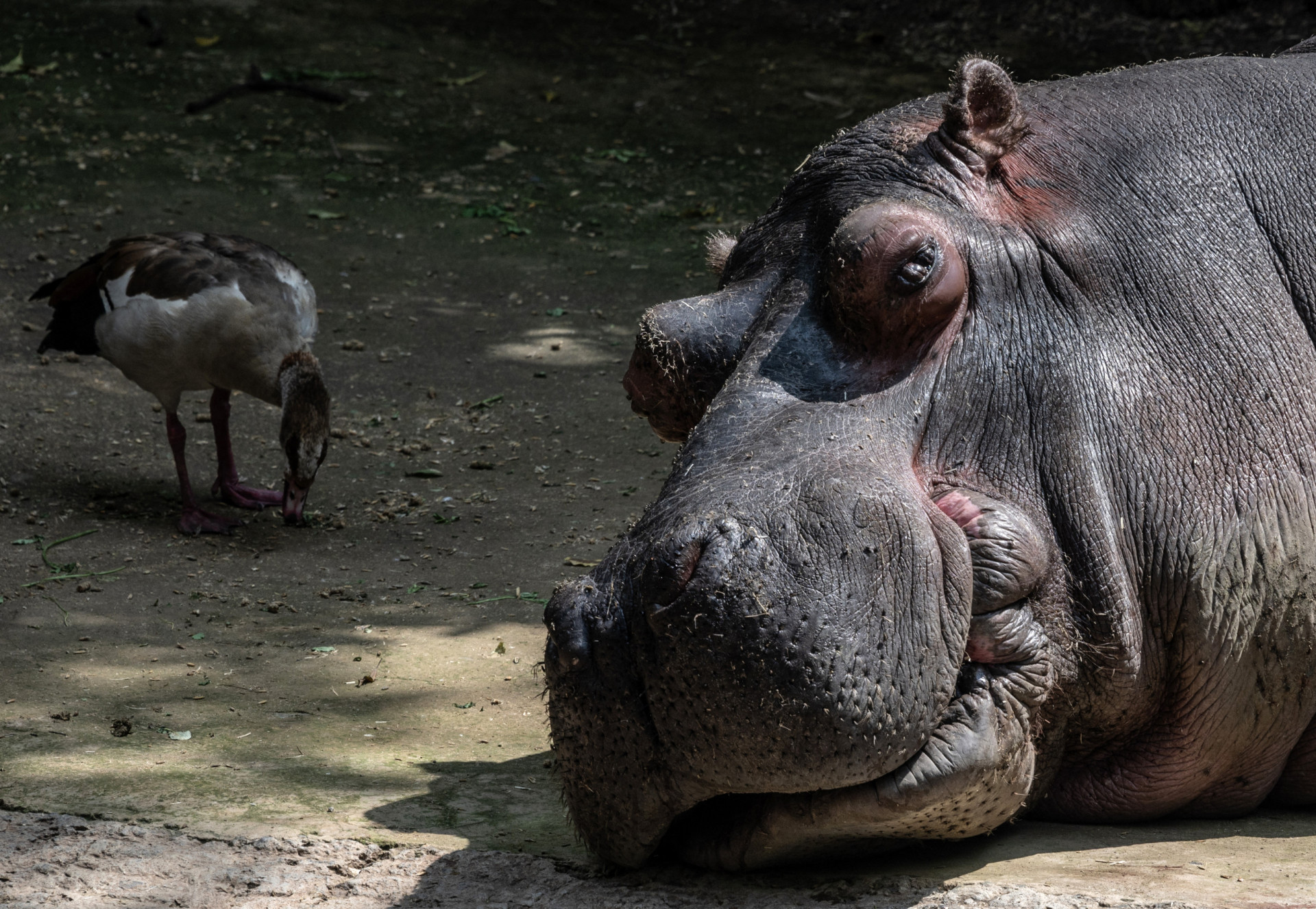 The most powerful animals in the world