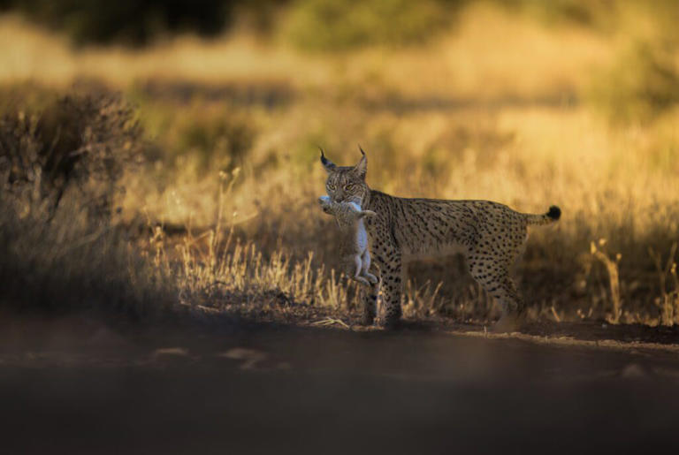 Photographer waits 40 hours for photo of one of the world’s most ...