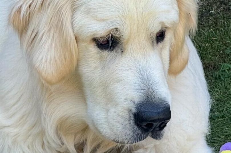 Milo cheats death after eating Christmas tree decoration