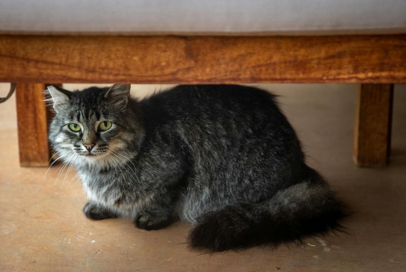 If your cat is stressed out, they’ll give these 7 warning signs