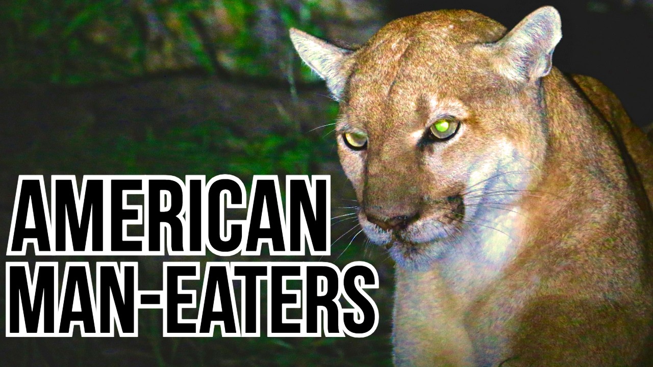 Ranking North American predators by man-eater risk
