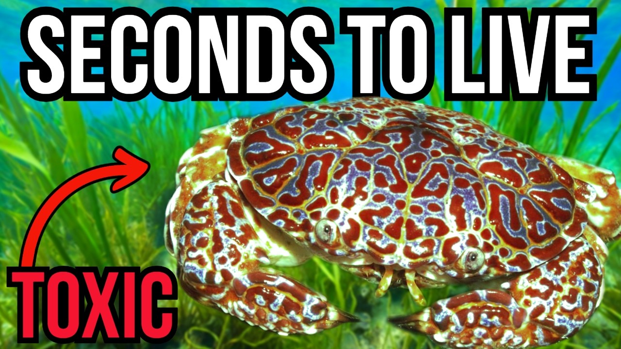 Ranking the most poisonous animals by how fast they can kill you