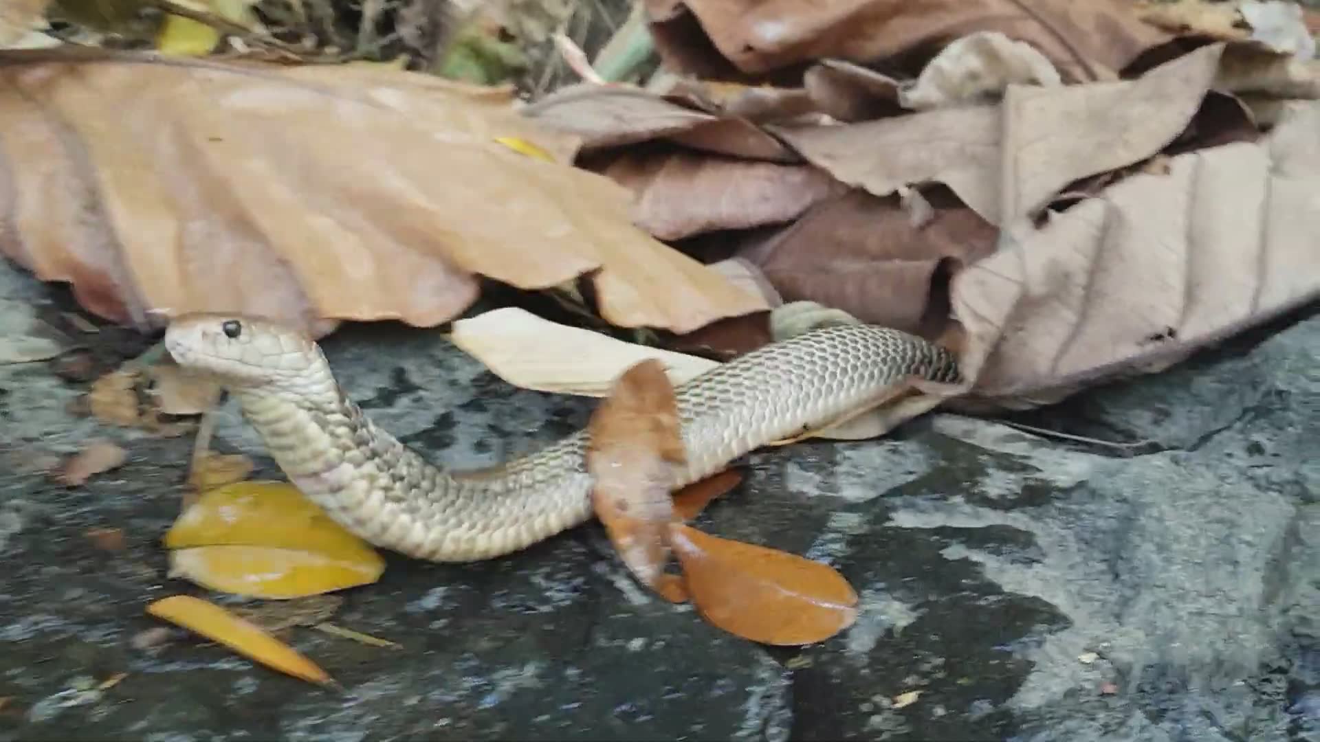 Demonstrating spitting cobra's defensive venom spray