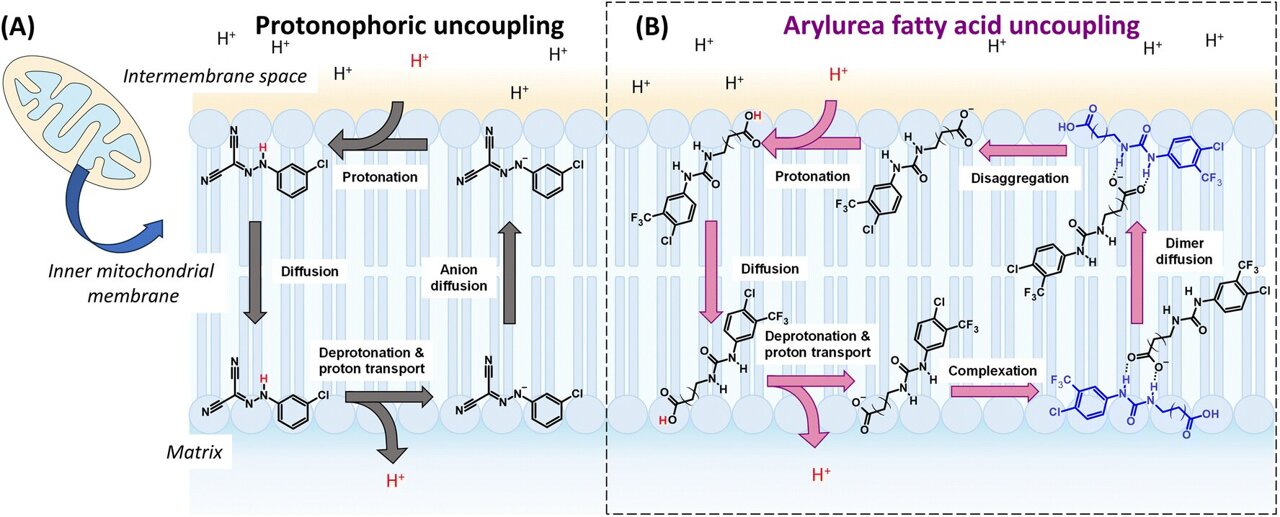 Scientists boost mitochondria to burn more calories
