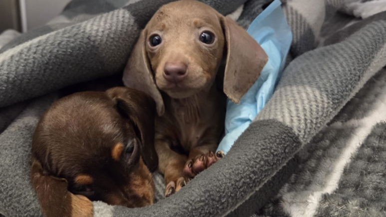Tiny puppies found dumped in wet box on towpath