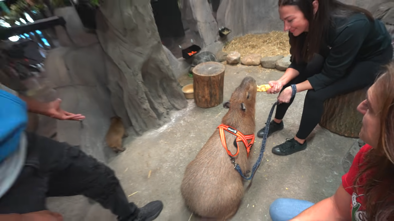 What happens when you add a new capybara to the family