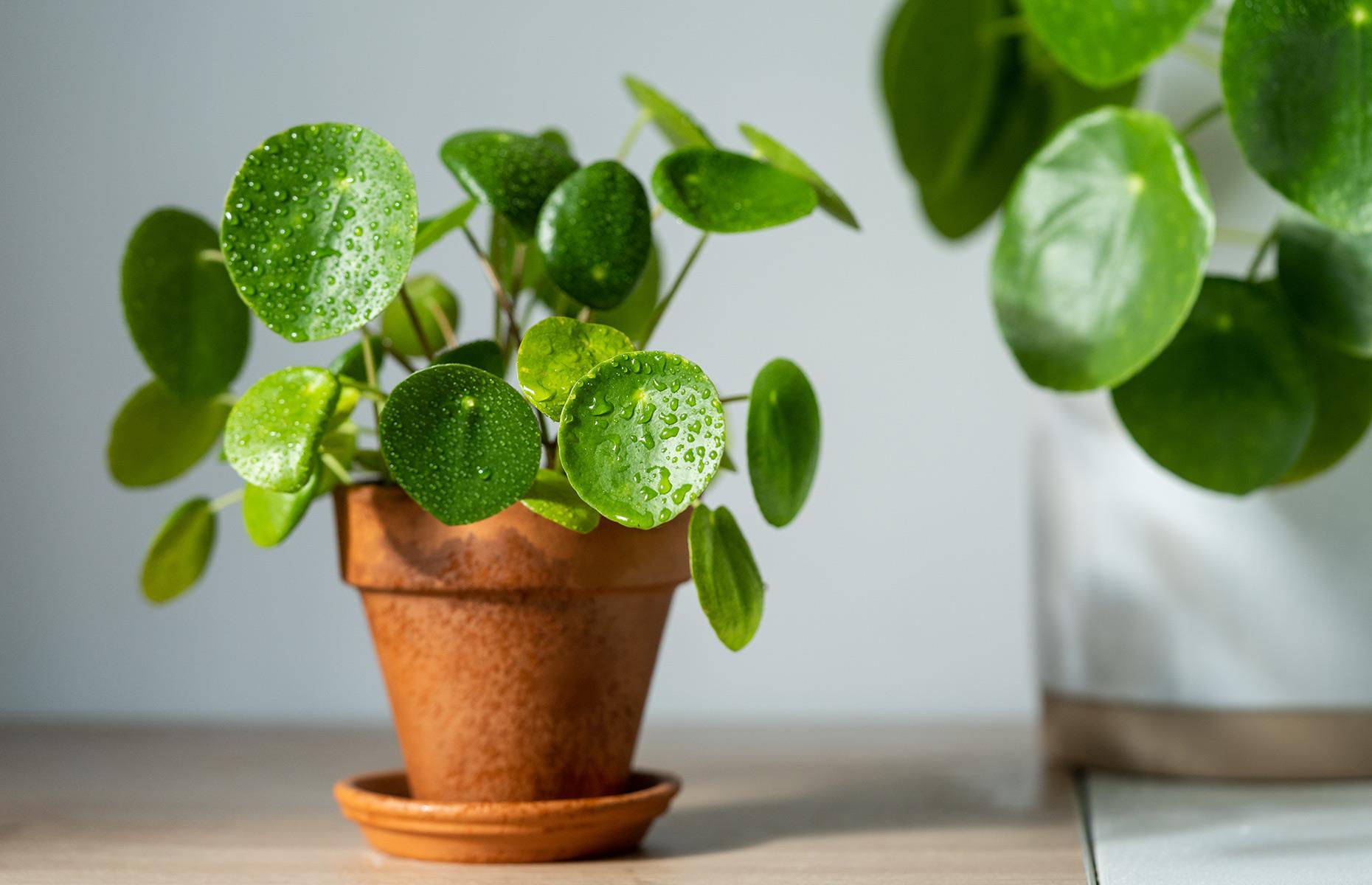 Hardy indoor plants that are almost impossible to kill