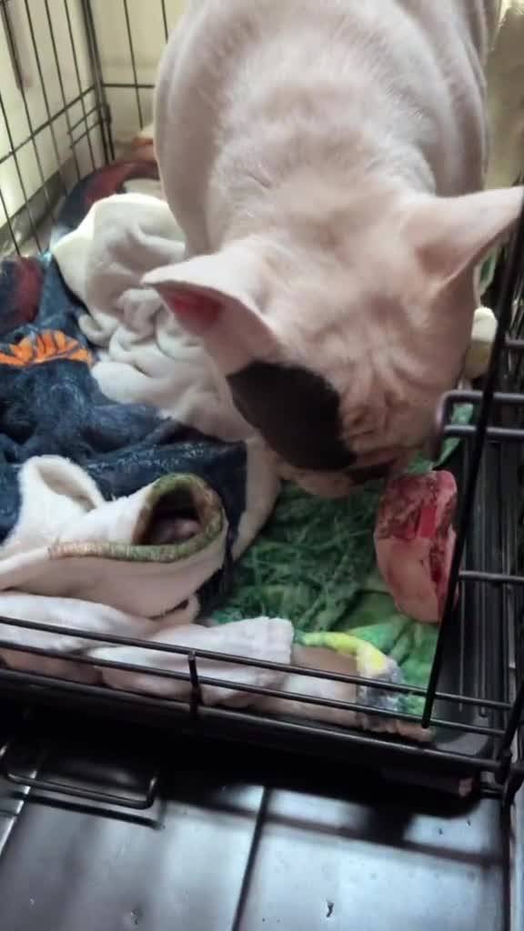 The budget-friendly secret to my dogs' clean, healthy teeth