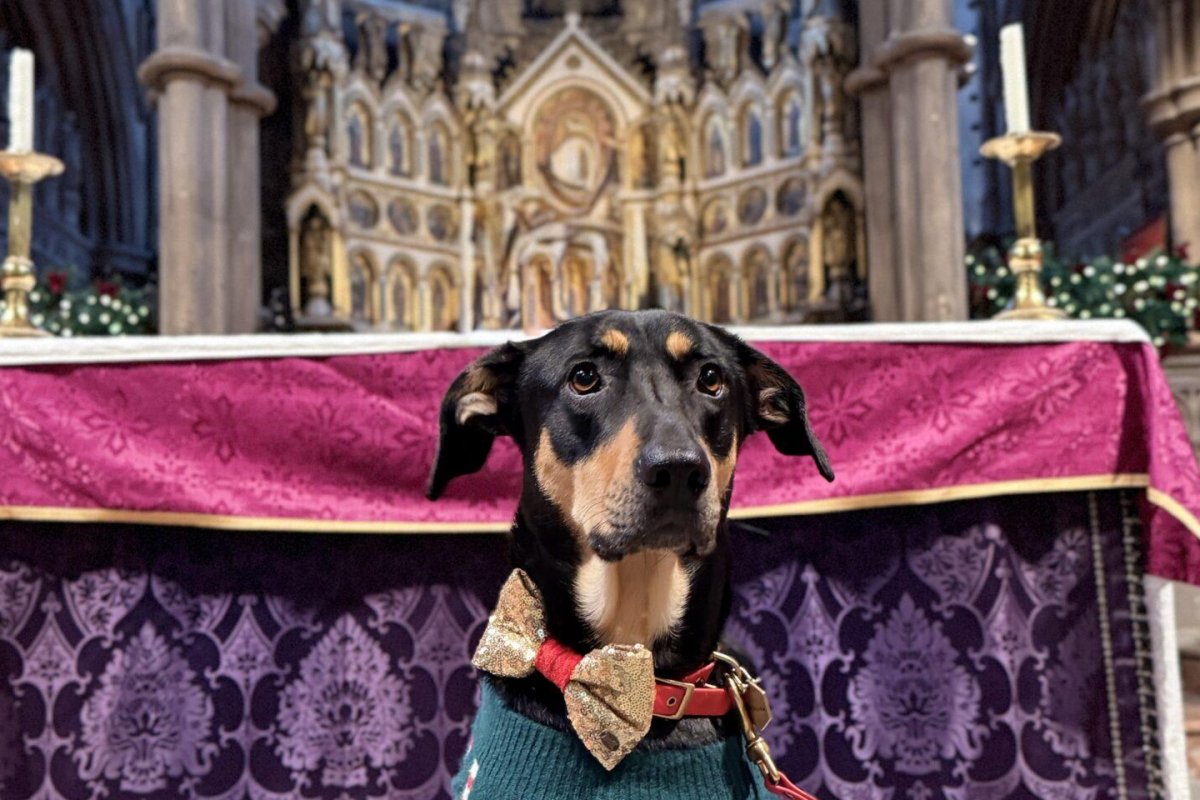 Pets pack the pews at London church for annual carol services
