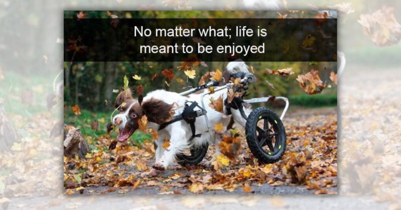 24 silly snaps of doggos showing that the happiest moments in life come ...