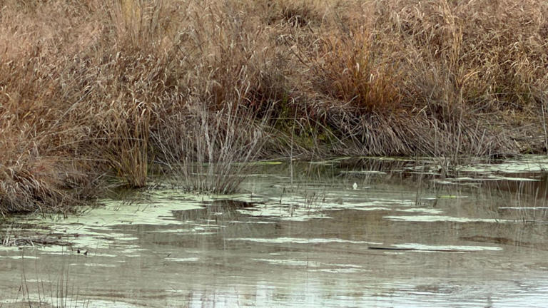 200,000-gallon sewer overflow kills fish in Pflugerville creek